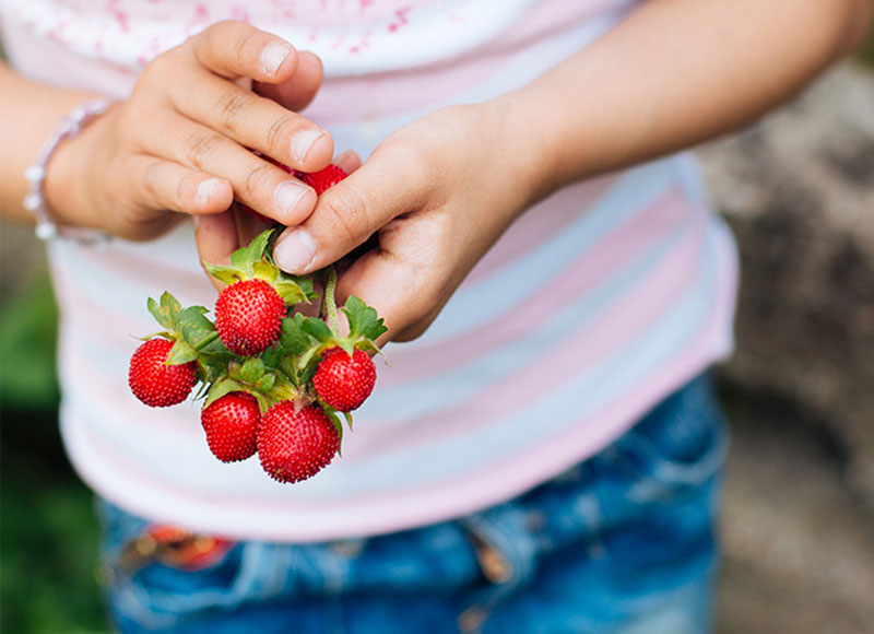 Gala Berry Strawberries North Auckland New Zealand